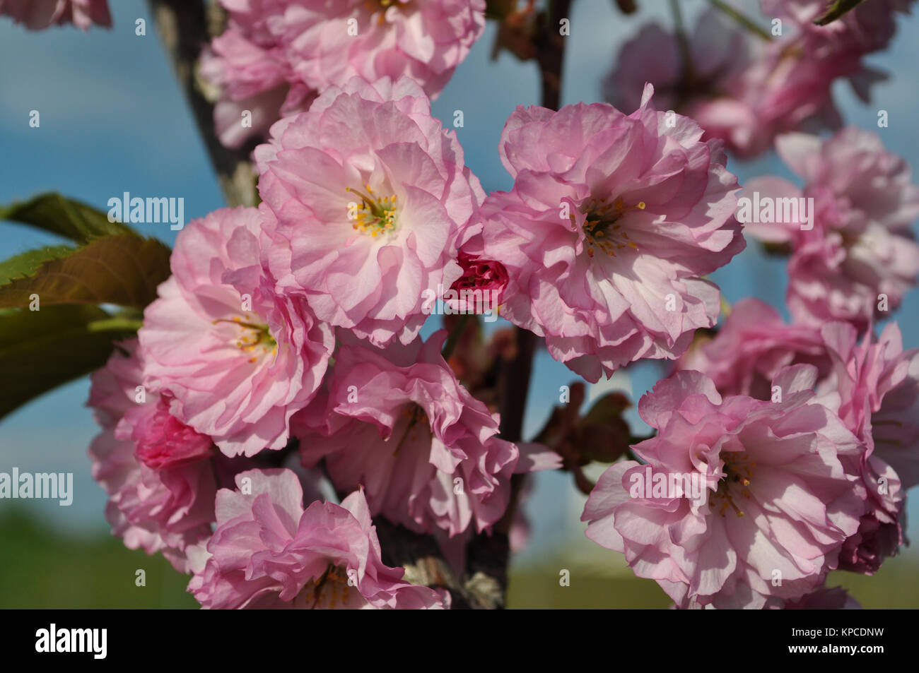 Akura hi-res stock photography and images - Alamy