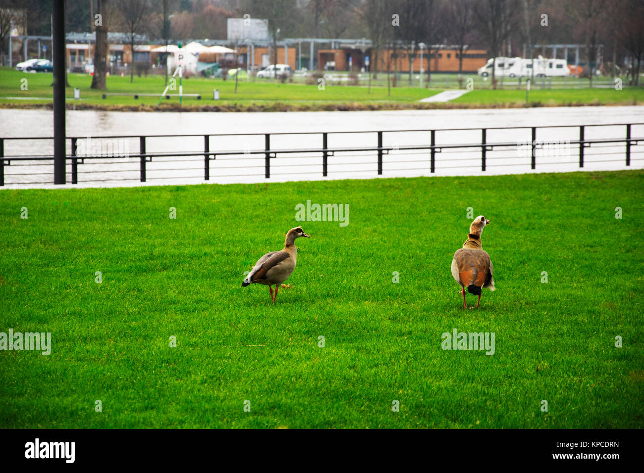 two bored ducks in koblenz Stock Photo - Alamy