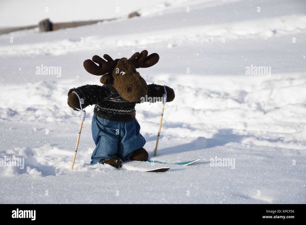 ski propelled moose Stock Photo - Alamy
