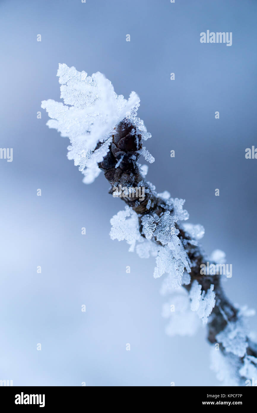 branch with long frost stars Stock Photo - Alamy