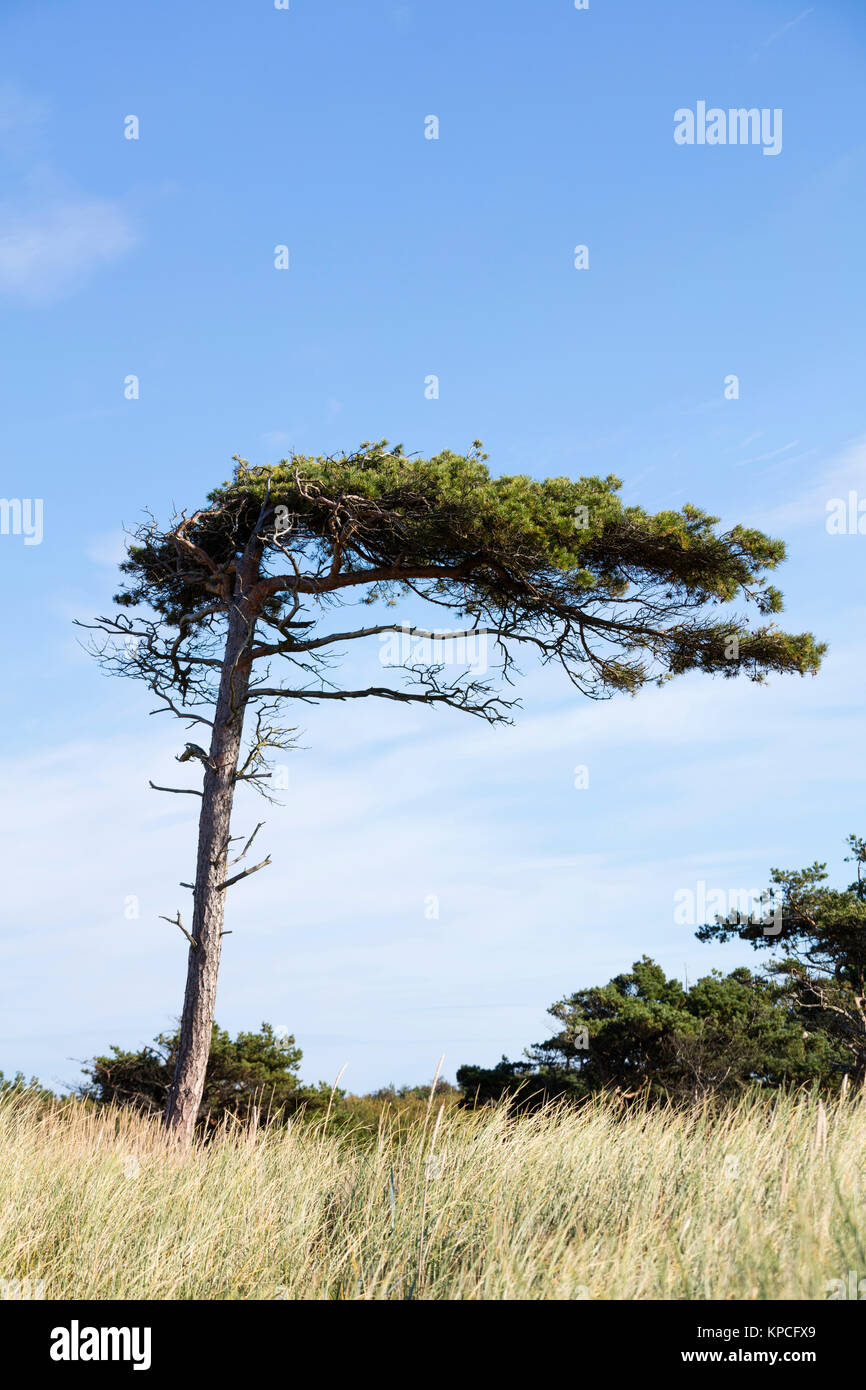 Pine (Pinus), windswept tree, West Beach, National Park Vorpommersche ...