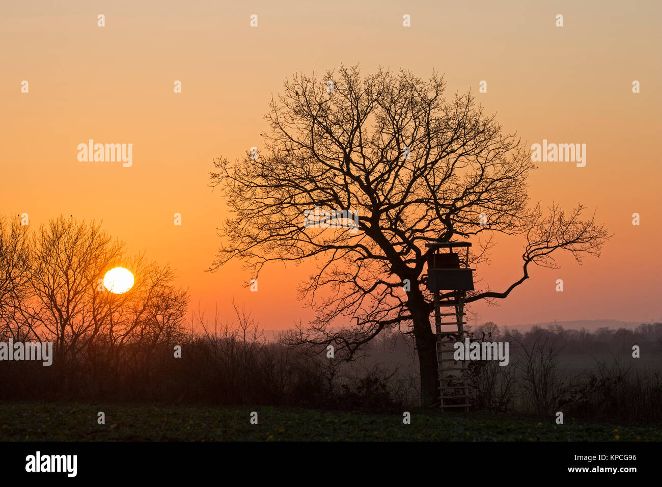 Raised hide in tree silhouetted against sunset in winter Stock Photo ...