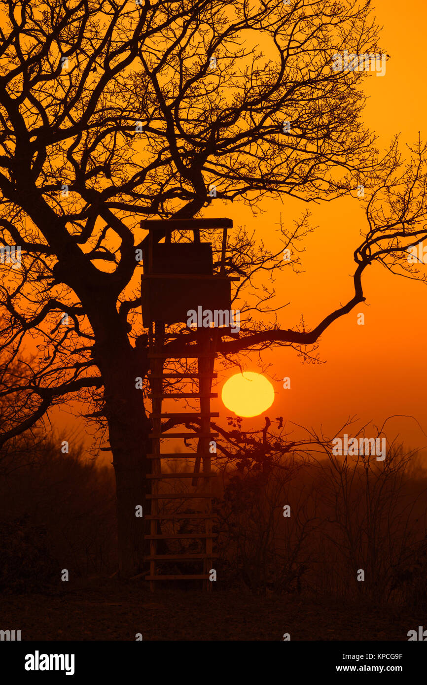 Raised hide in tree silhouetted against sunset in winter Stock Photo ...