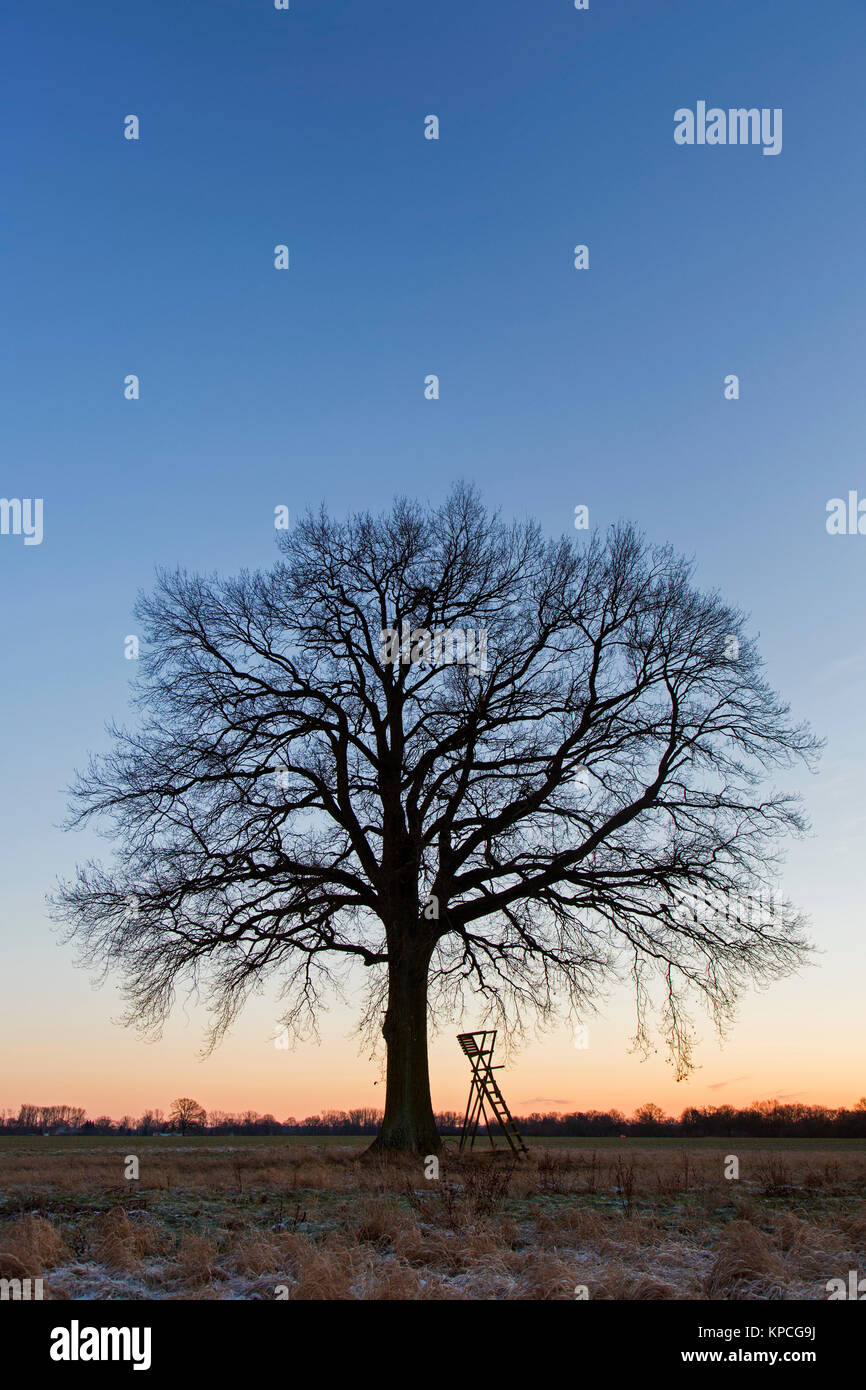 Raised hide for hunting roe deer under solitary tree in field at sunset ...