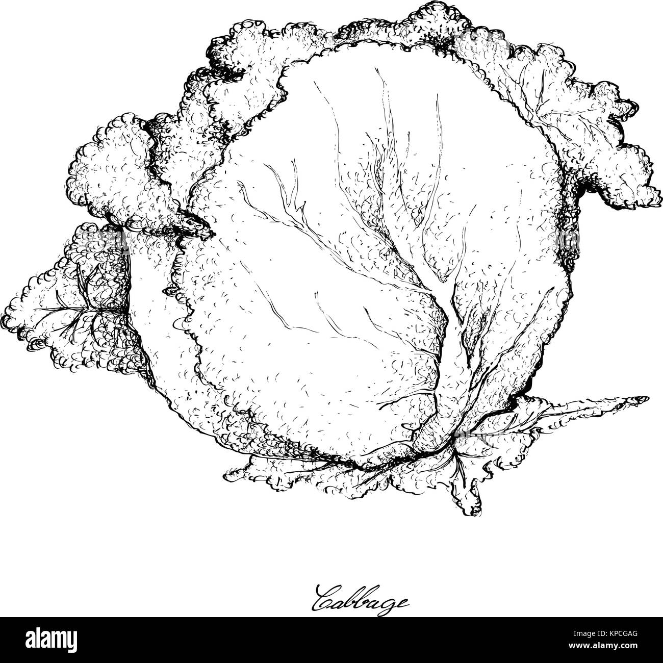 Stem Vegetable, Illustration of Hand Drawn Sketch Fresh Green Cabbage ...