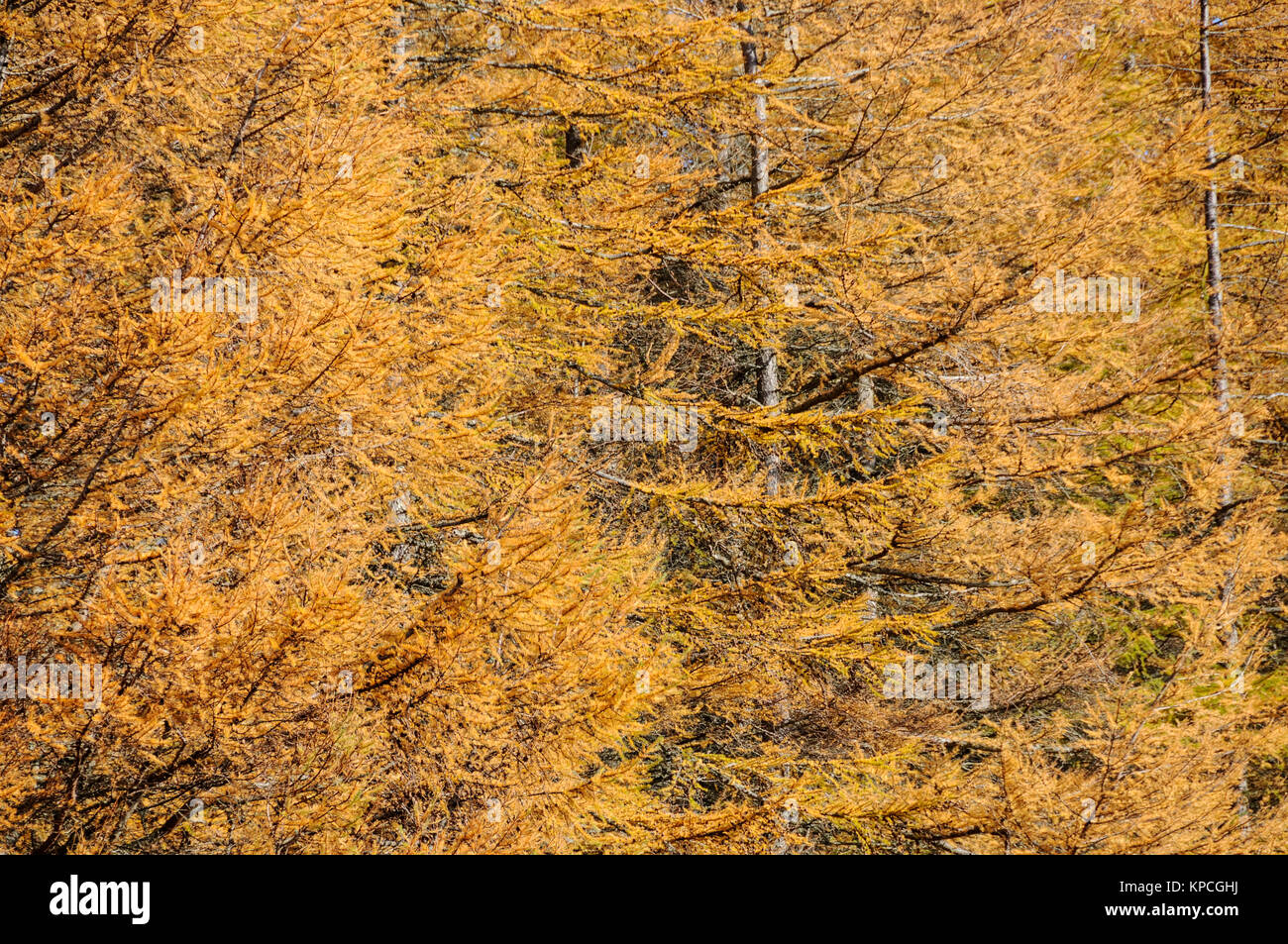Autumn on the fir trees in the Scottish highlands in Scotland,U.K ...