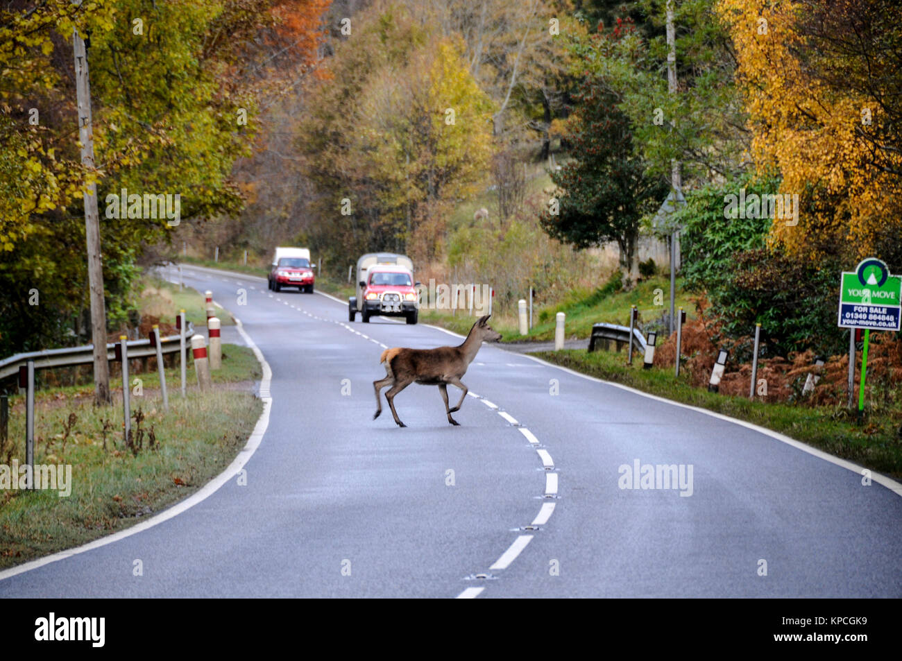 A red hind crosses busy road in Wester Ross, northwest Scotland. Deer ...