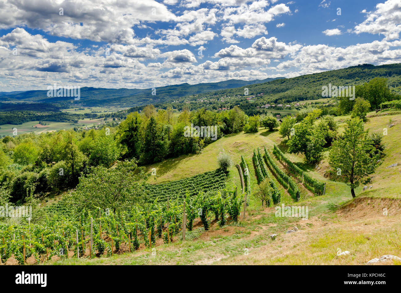 Vineyards nearby Crnomelj in Bela Krajina (White Carniola) region in ...
