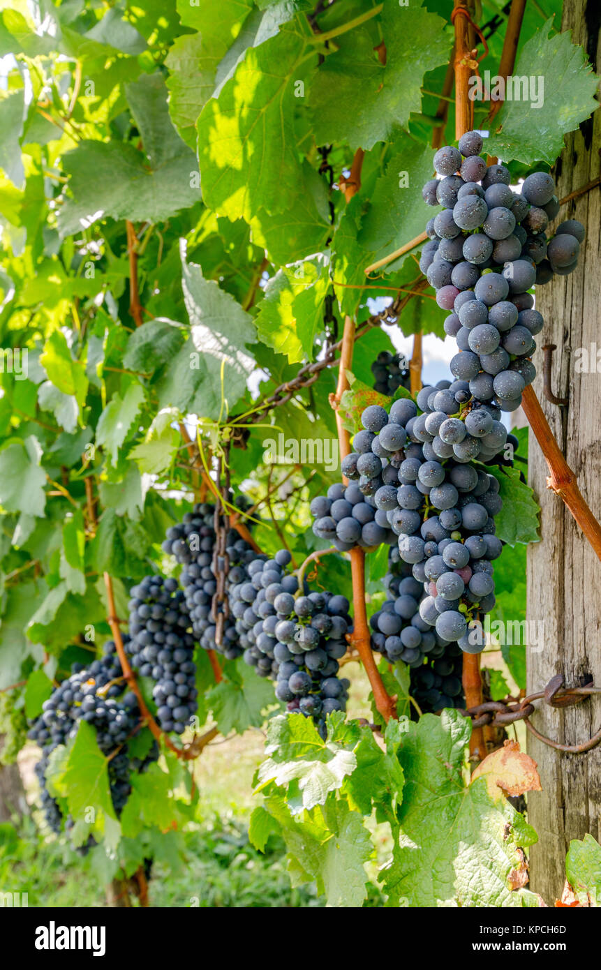 Bunch of grapes in vineyard nearby Crnomelj in Bela Krajina (White ...