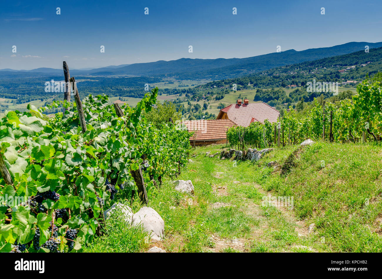 Vineyards nearby Crnomelj in Bela Krajina (White Carniola) region ...