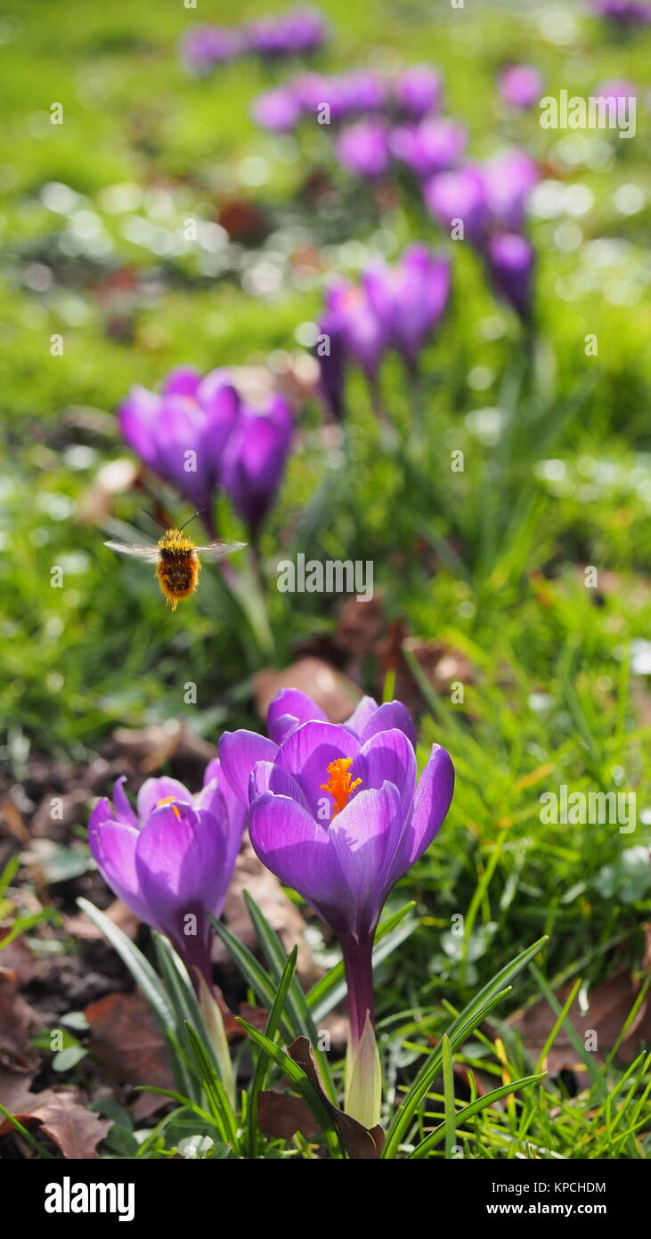 Bee covered in pollen flying along a line of crocuses Stock Photo - Alamy