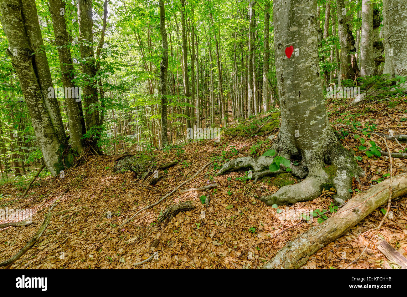 Beech forest on Mirna Gora mount, Bela Krajina (White Carniola) region ...