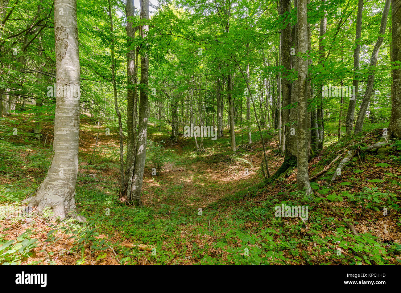 Bela krajina white carniola region in slovenia hi-res stock photography ...