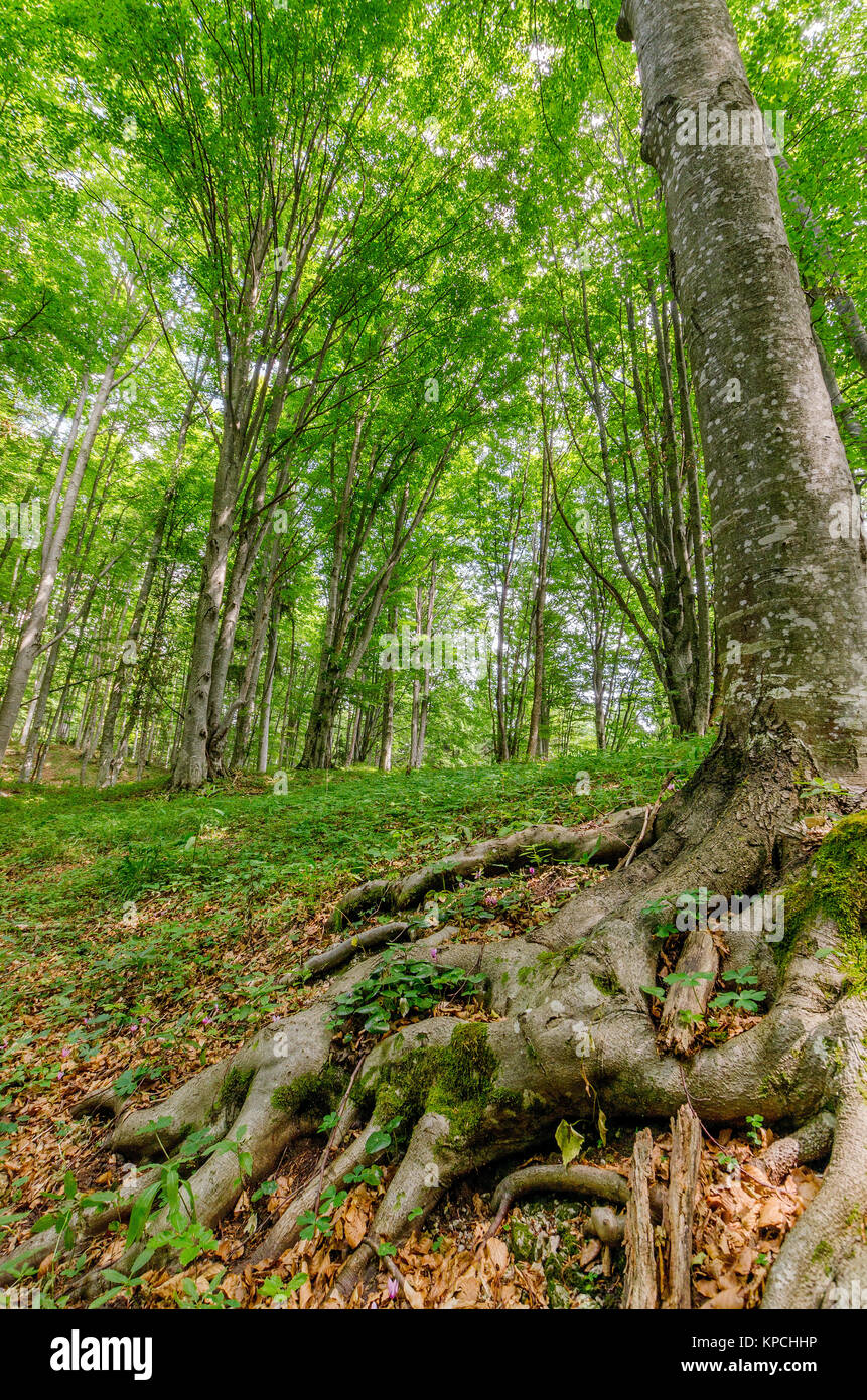 Beech forest on Mirna Gora mount, Bela Krajina (White Carniola) region ...