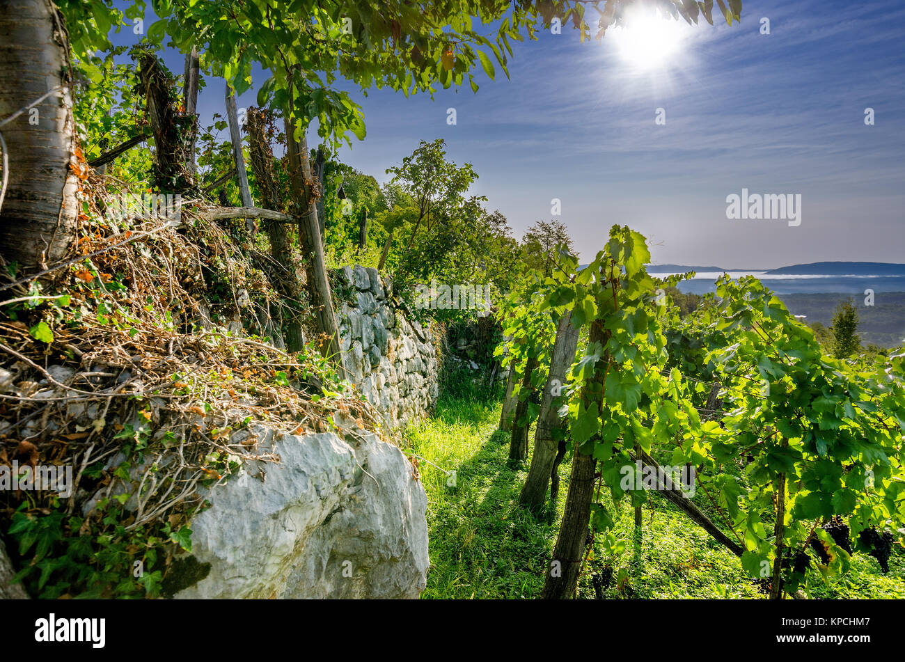Vines vineyard slope hillside hi-res stock photography and images - Alamy