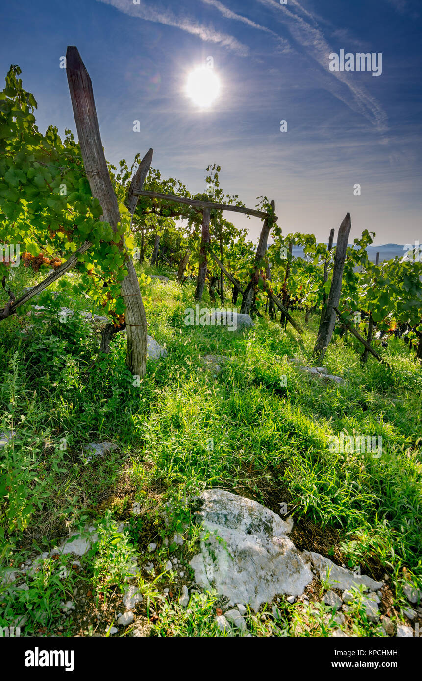 Vineyards nearby Crnomelj in Bela Krajina (White Carniola) region in ...