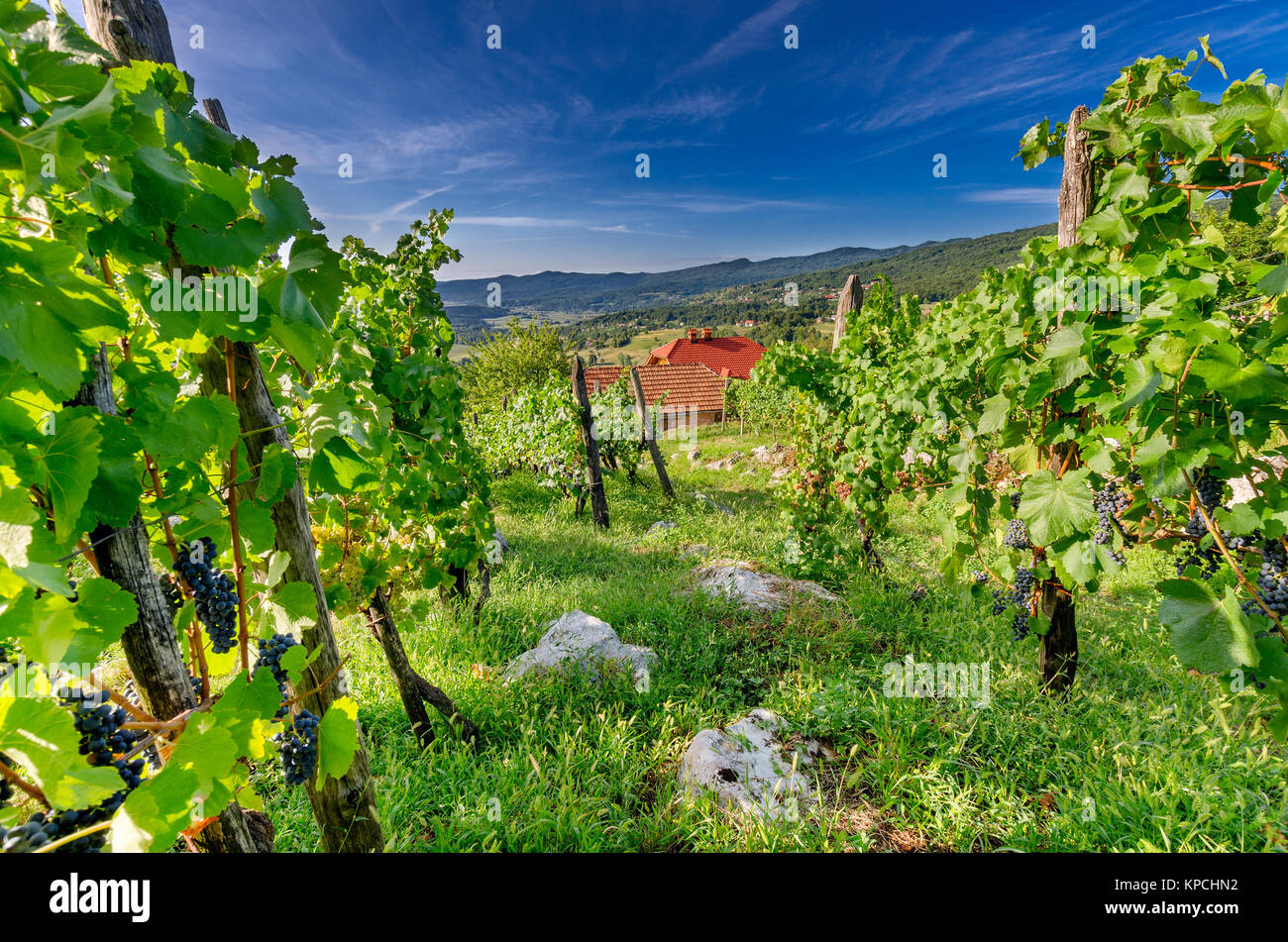 Bela krajina white carniola region in slovenia hi-res stock photography ...
