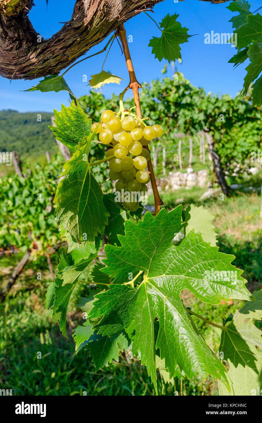 Bela krajina white carniola region in slovenia hi-res stock photography ...