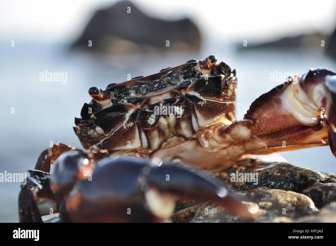 Crab on a background sea Stock Photo - Alamy