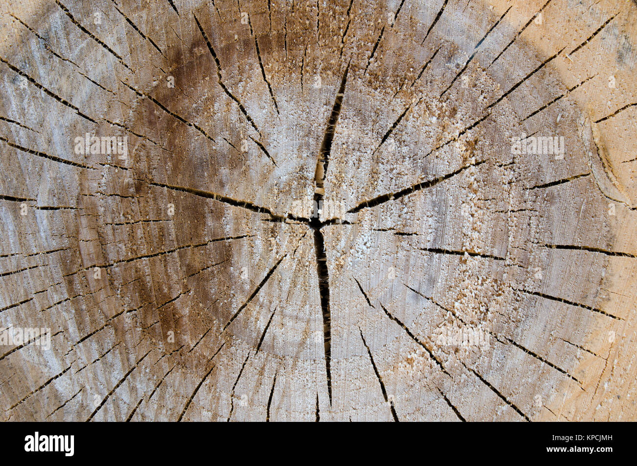 End of cut log Stock Photo - Alamy