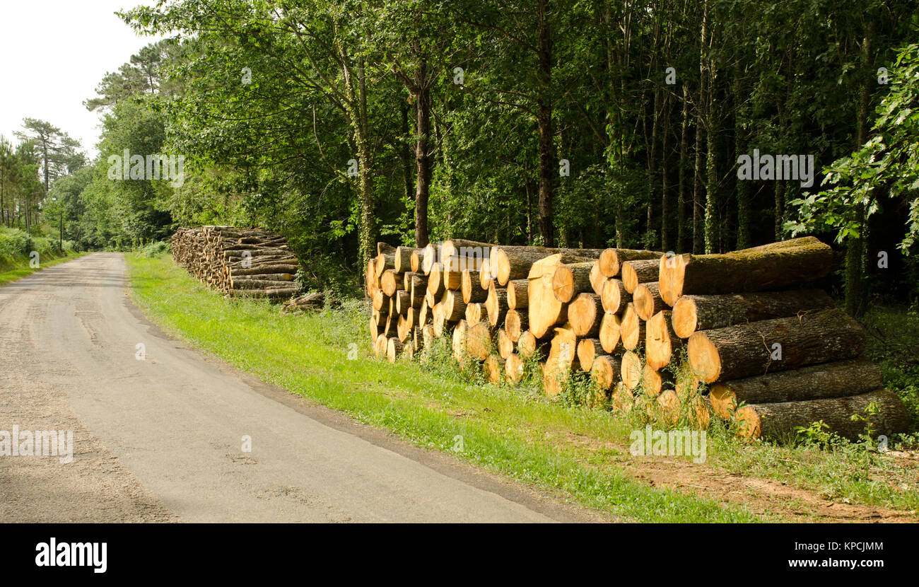 Stack of tree logs by side of road Stock Photo - Alamy
