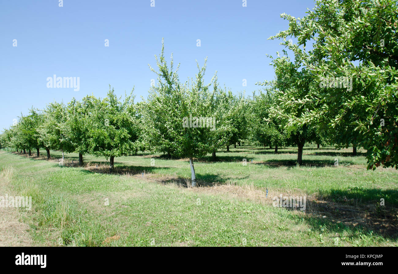 Plum tree orchard in south west france Stock Photo - Alamy