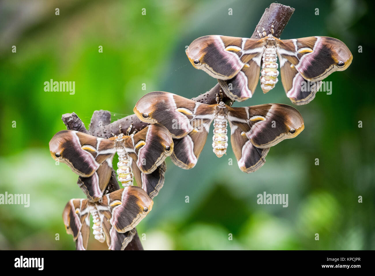 a collection of moths hanging from the branch of a tree Stock Photo - Alamy