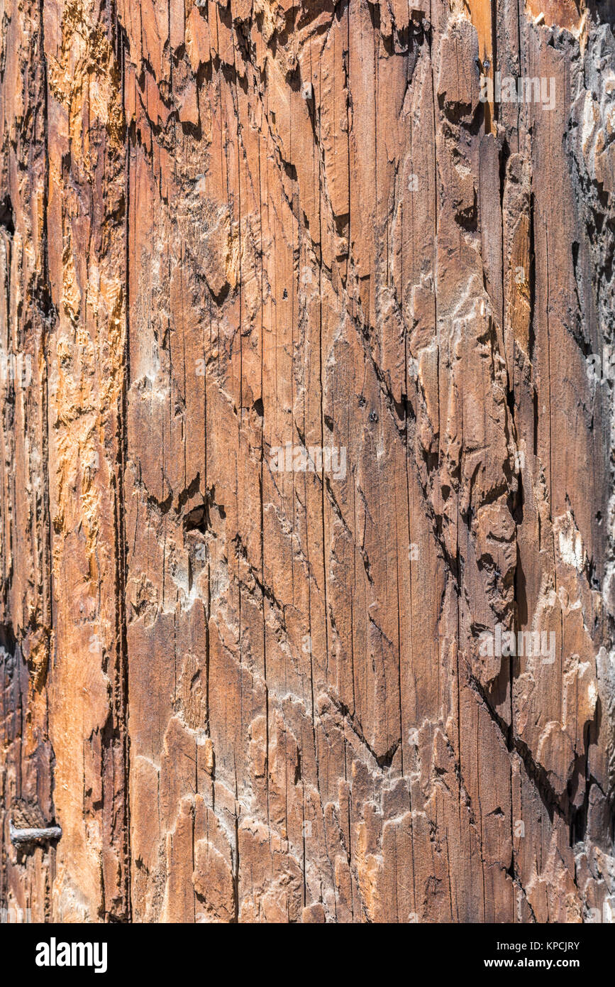 Telephone Pole Texture