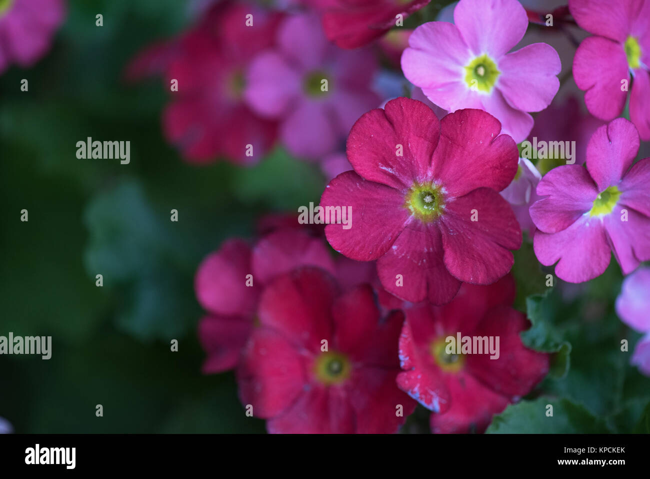 many flowers at garden Stock Photo - Alamy