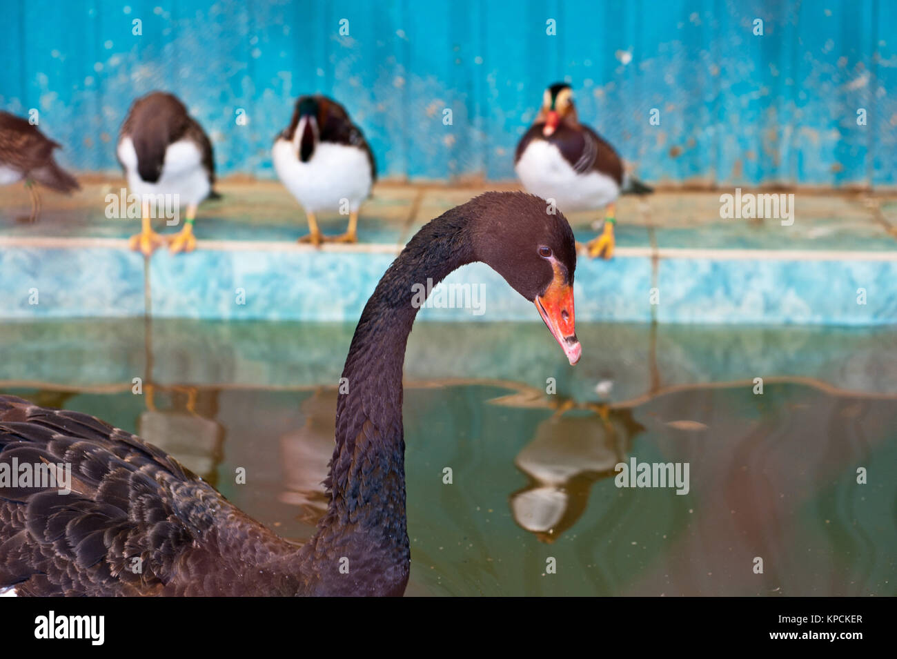 Swimming stork hi-res stock photography and images - Alamy