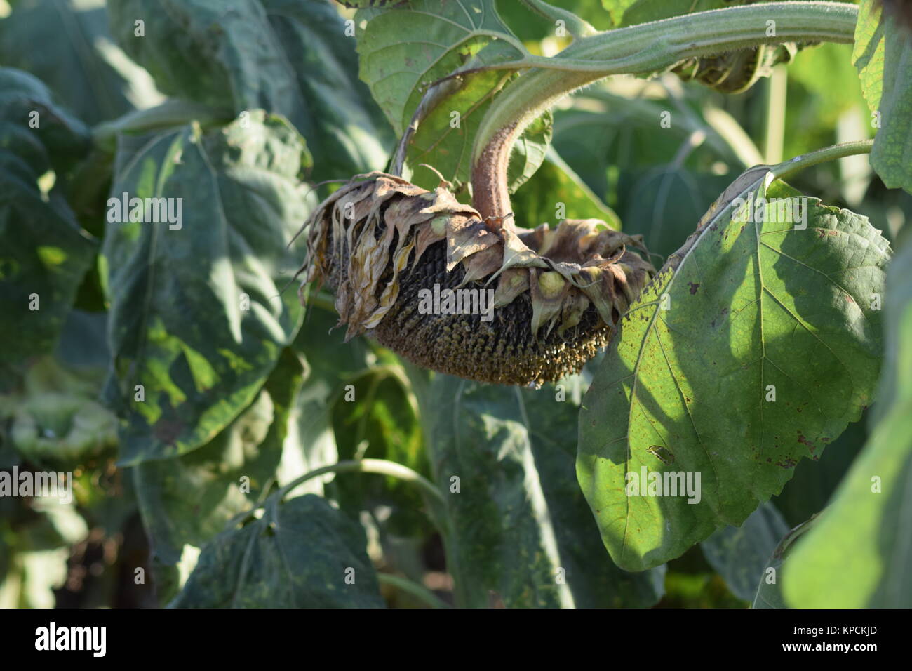 Semi circle flourish hi-res stock photography and images - Alamy