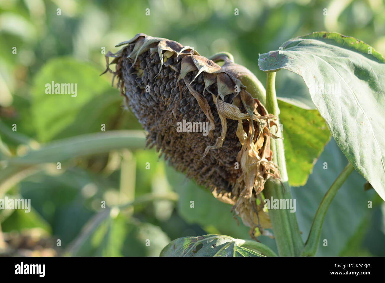 Semi ripe hi-res stock photography and images - Alamy
