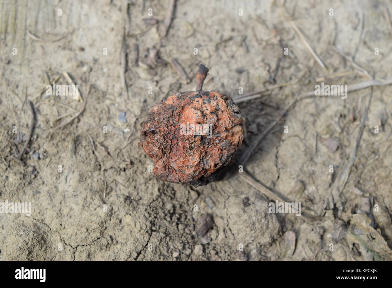 Oxidized apple hi-res stock photography and images - Alamy