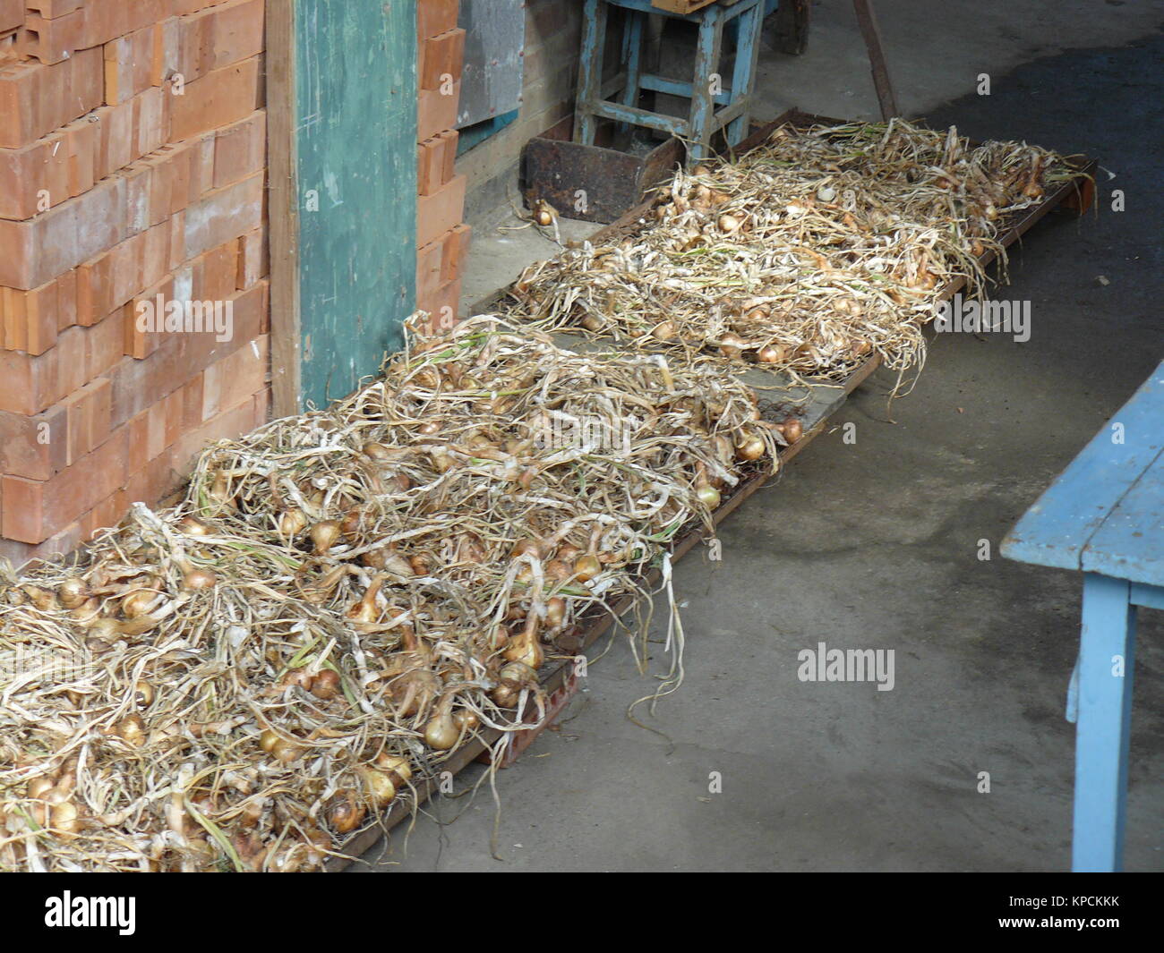 Drying of onions Stock Photo - Alamy