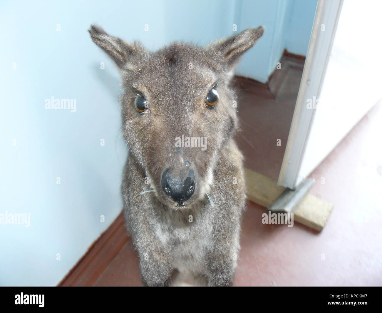 Closeup of kangaroo face hi-res stock photography and images - Alamy
