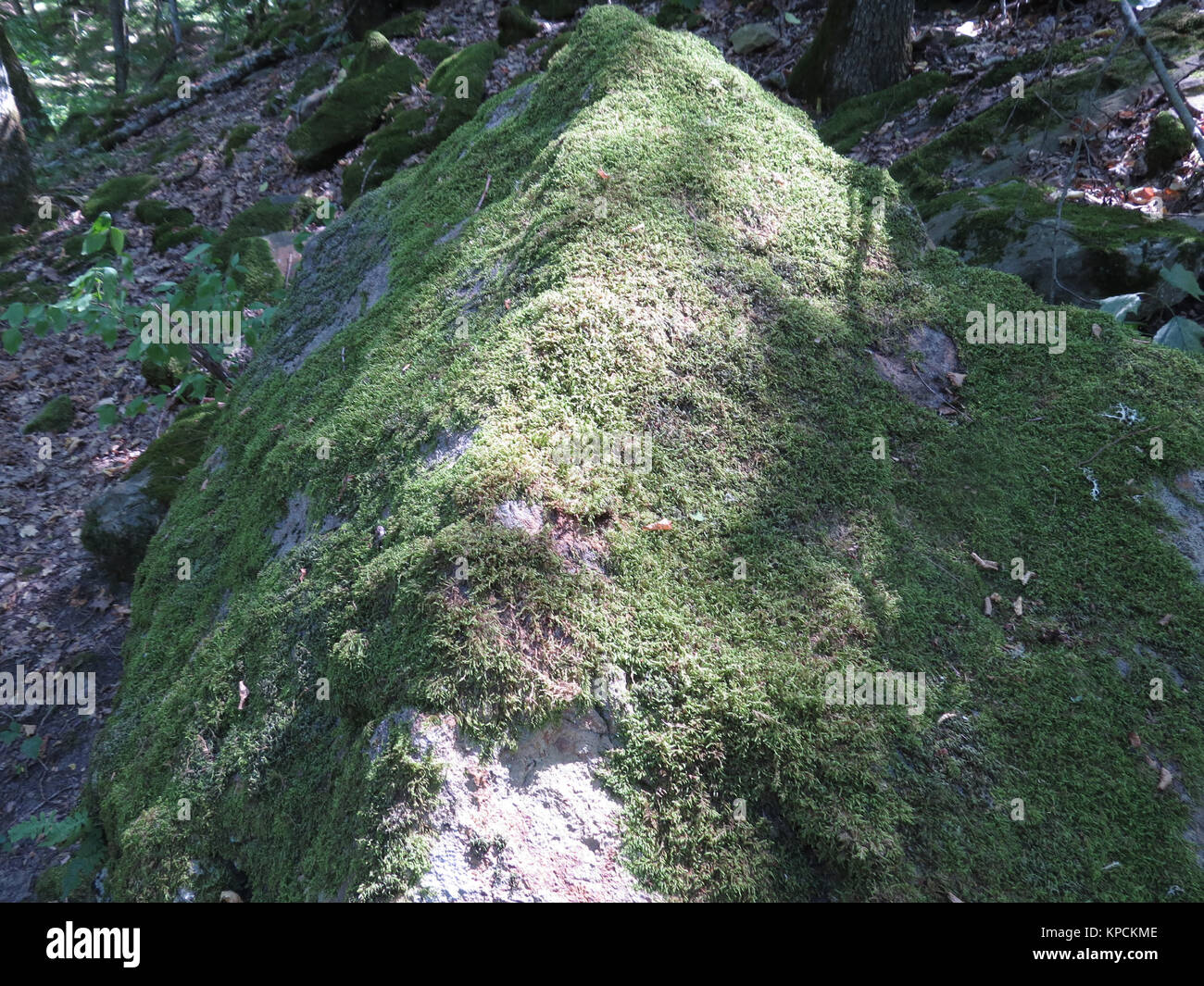 Moss ivy mosses detail hi-res stock photography and images - Alamy