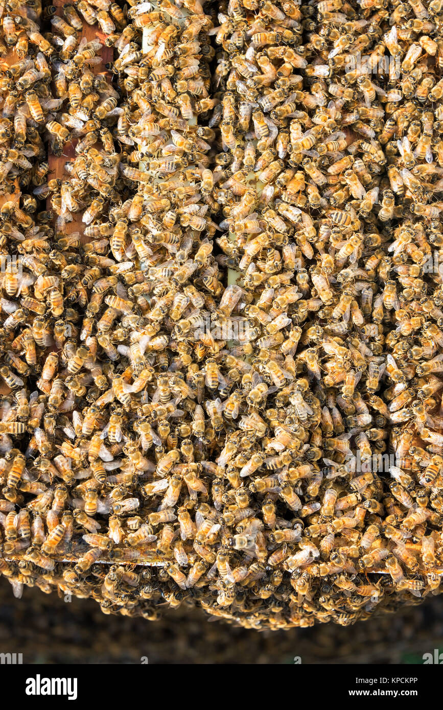 Thousands of Bees Stock Photo - Alamy