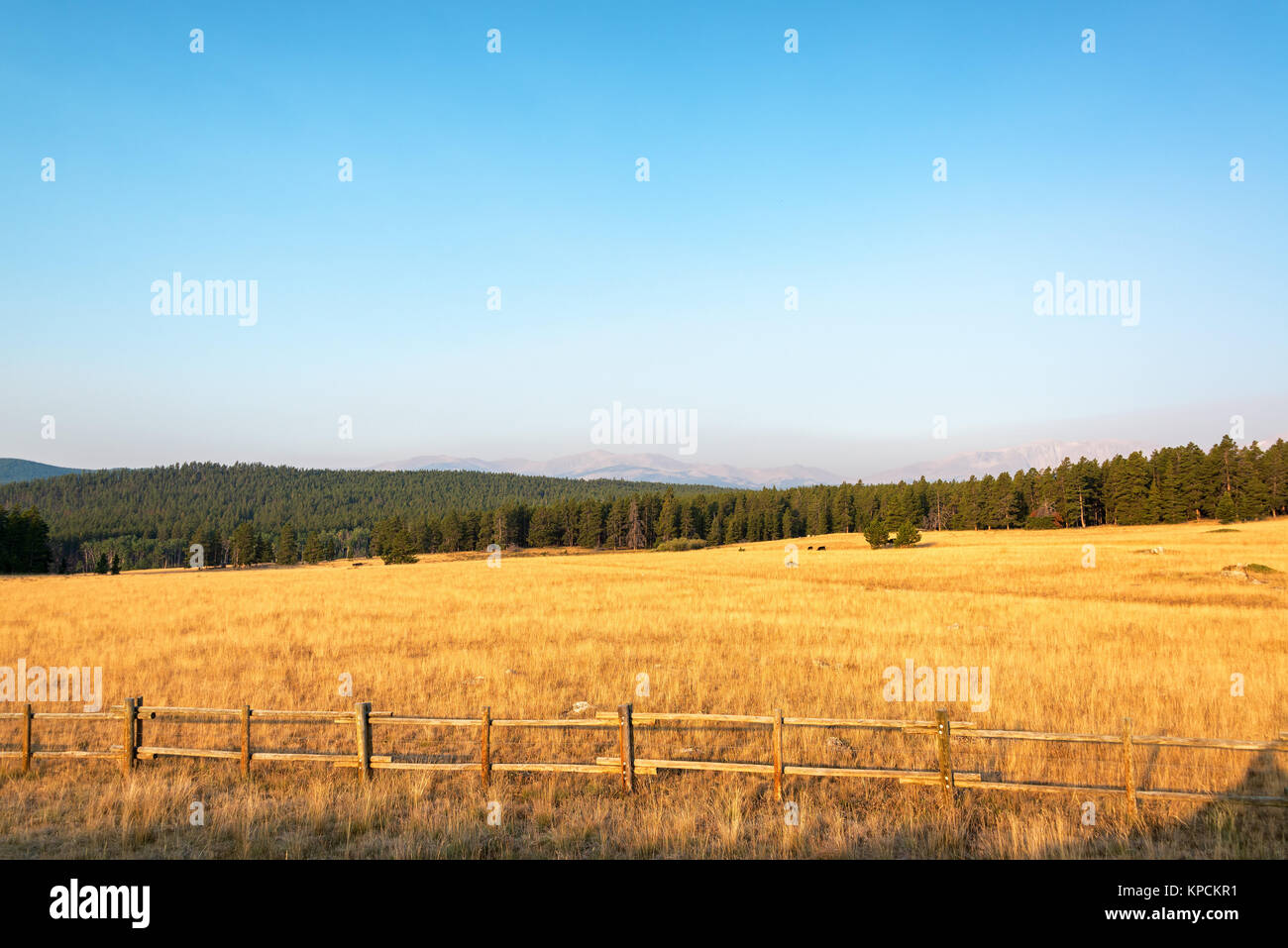 Field and Forest Stock Photo - Alamy
