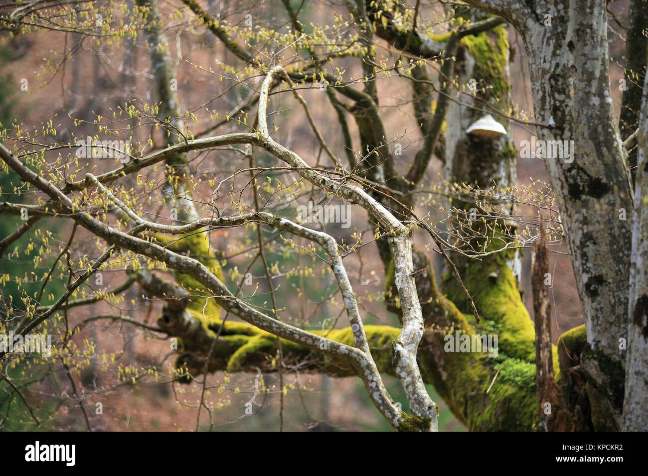 Spring trees in the park. April fresh leaf Stock Photo - Alamy