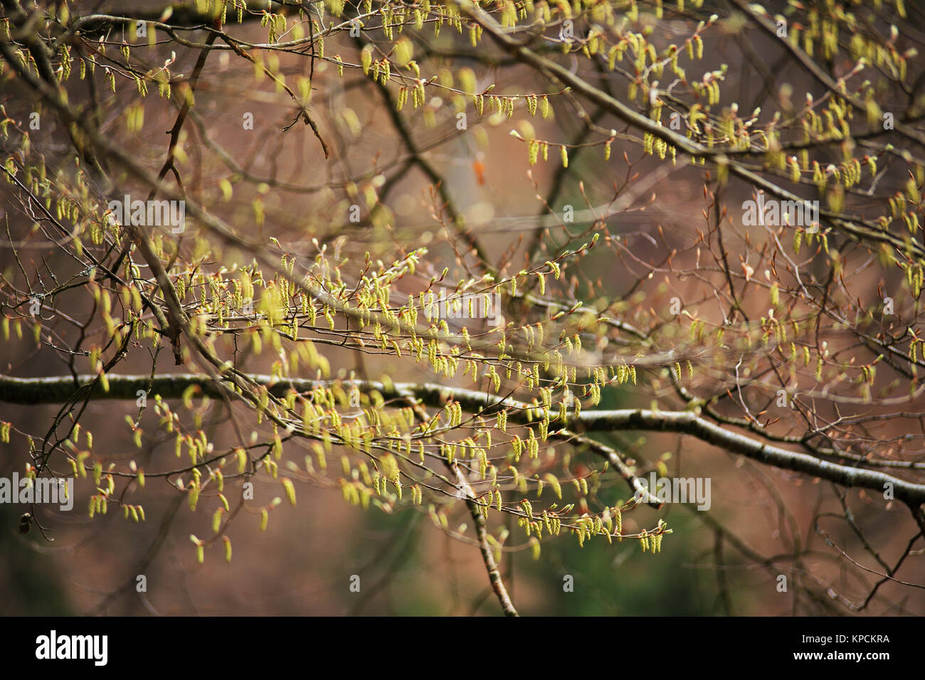 Spring trees in the park. April fresh leaf Stock Photo - Alamy