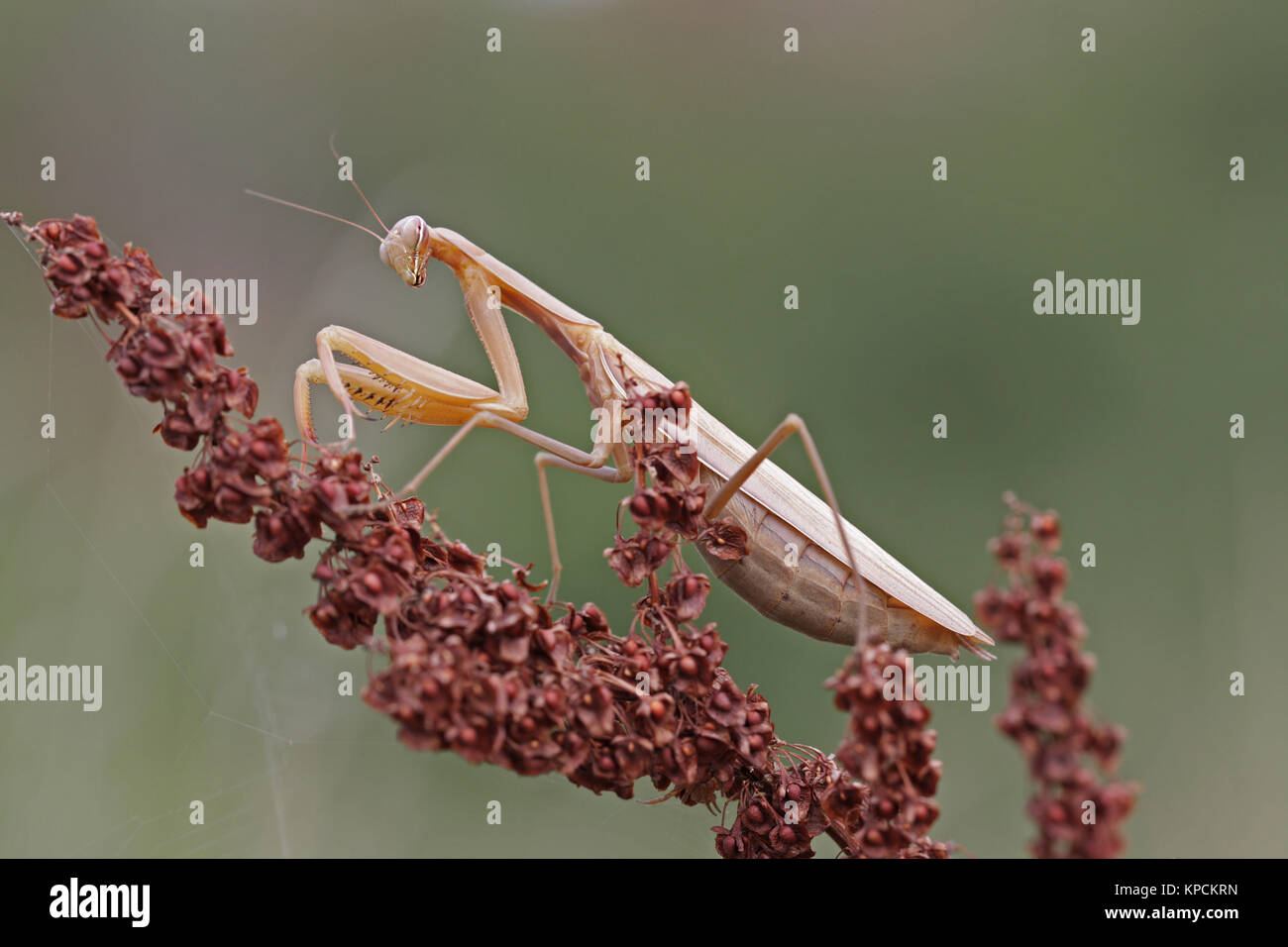 Insects view hi-res stock photography and images - Alamy