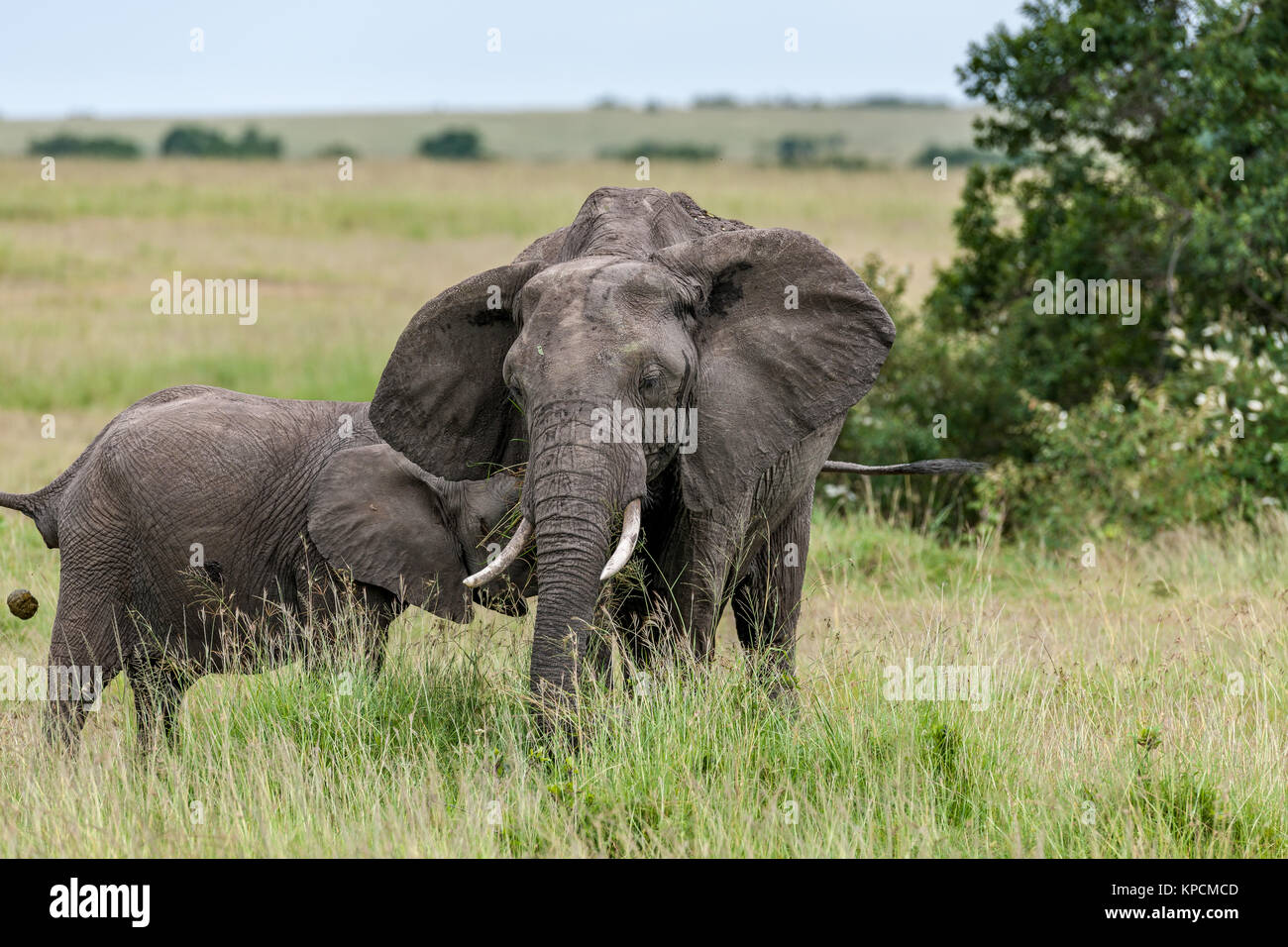 big Elephant in the savannah of Africa Stock Photo - Alamy
