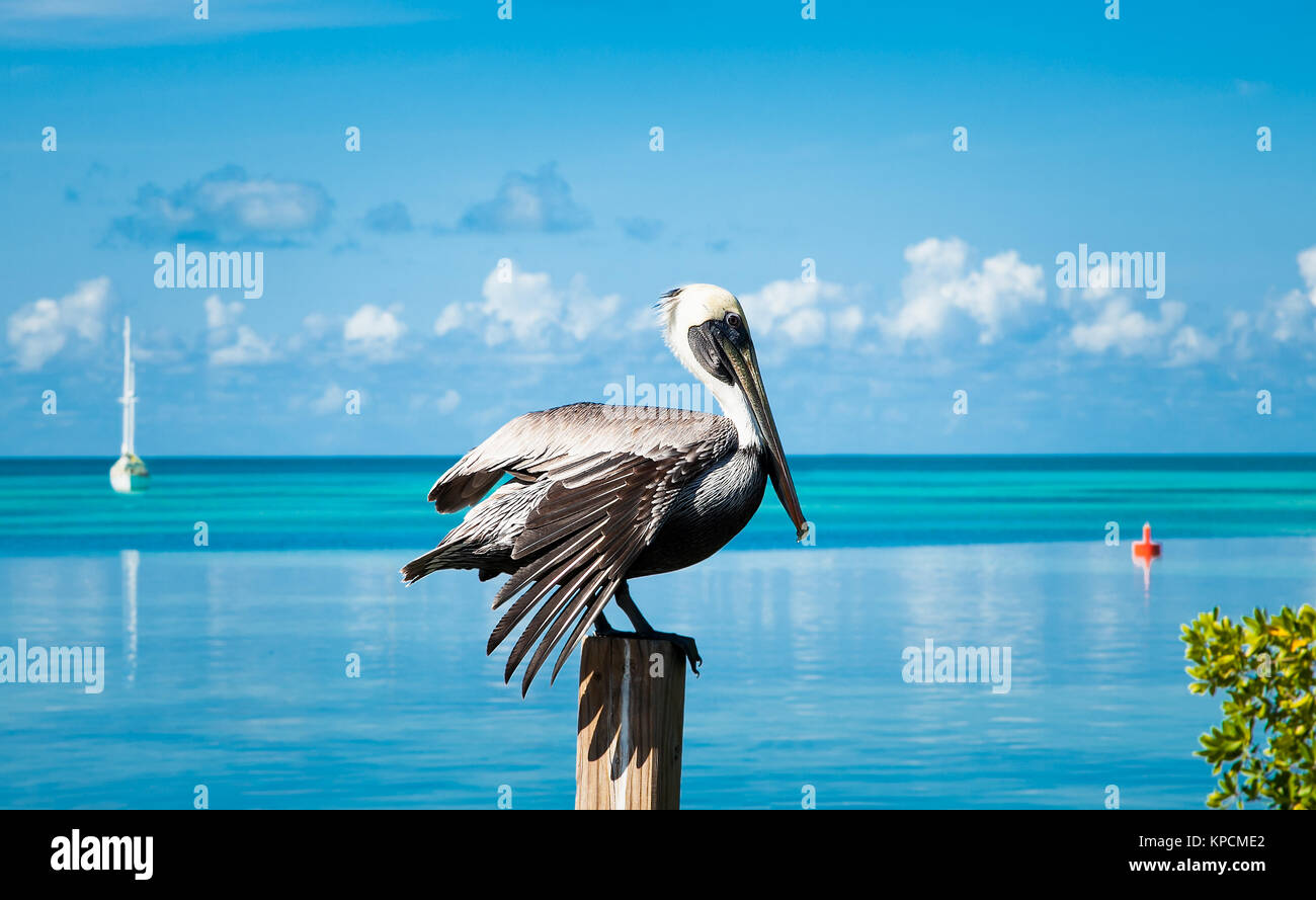 Pelican bird resting on the wooden pillar in front of the sea waters ...