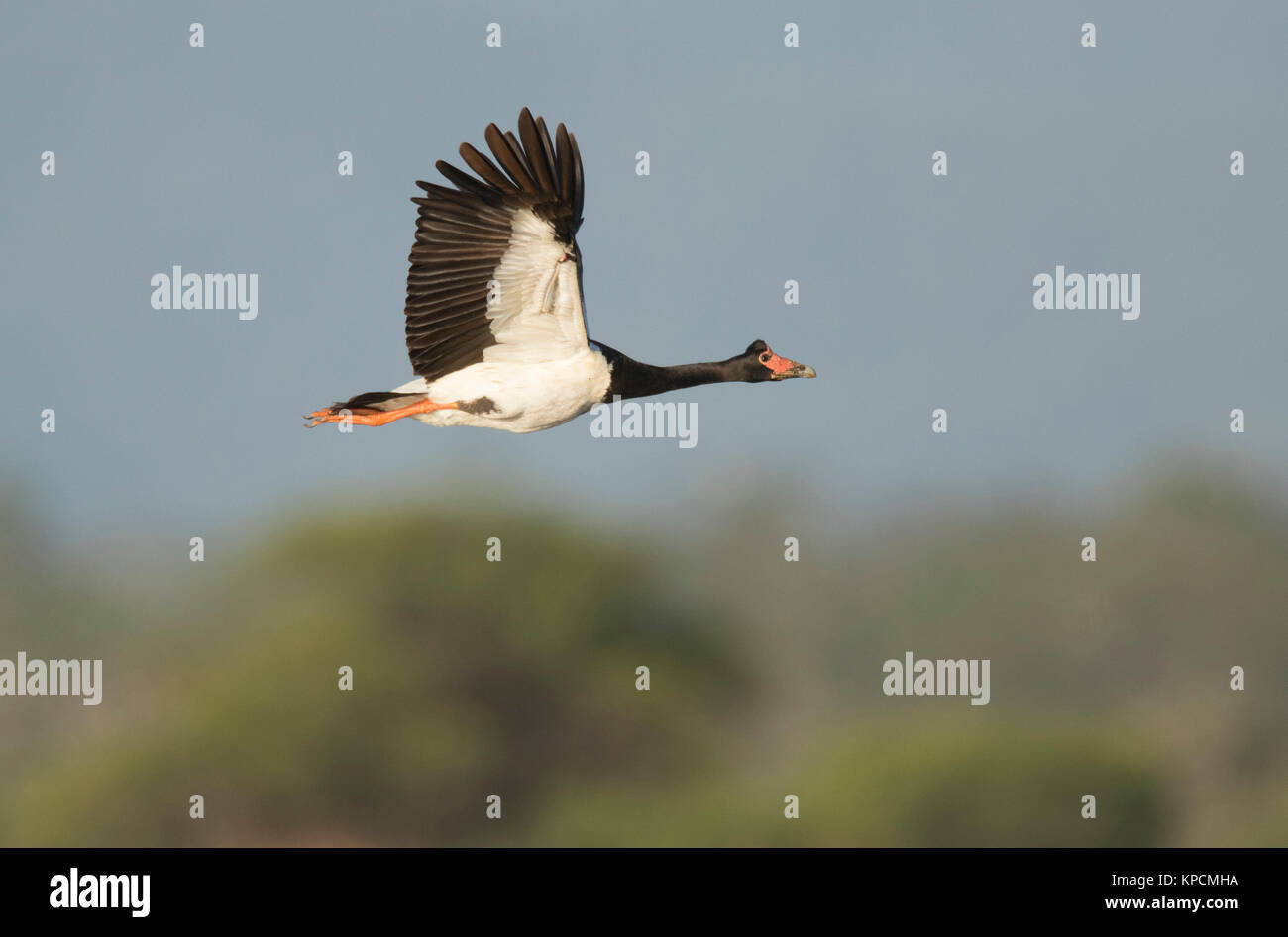Magpie goose goose hi-res stock photography and images - Alamy