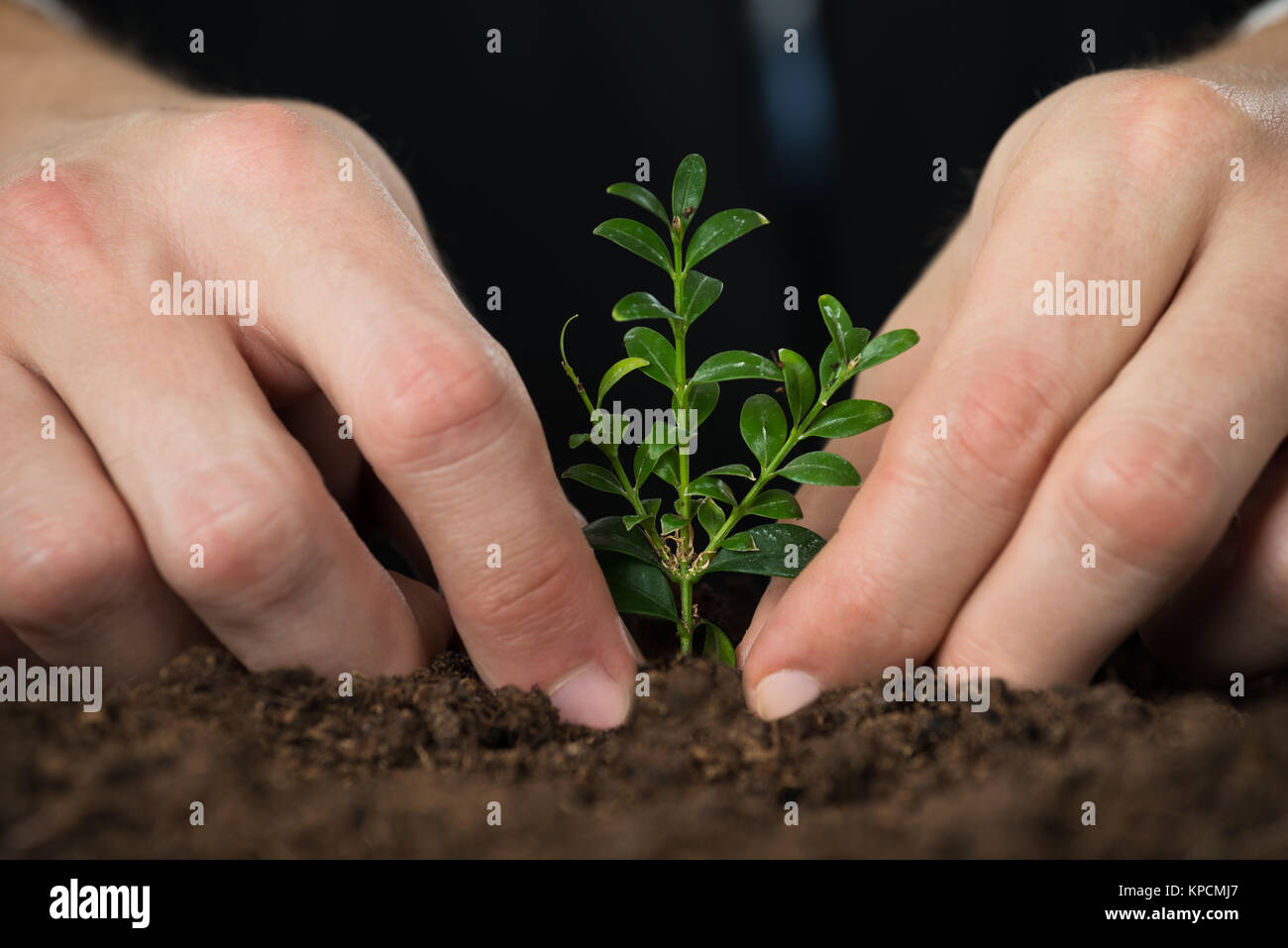 Person Hand Planting Small Tree Stock Photo - Alamy