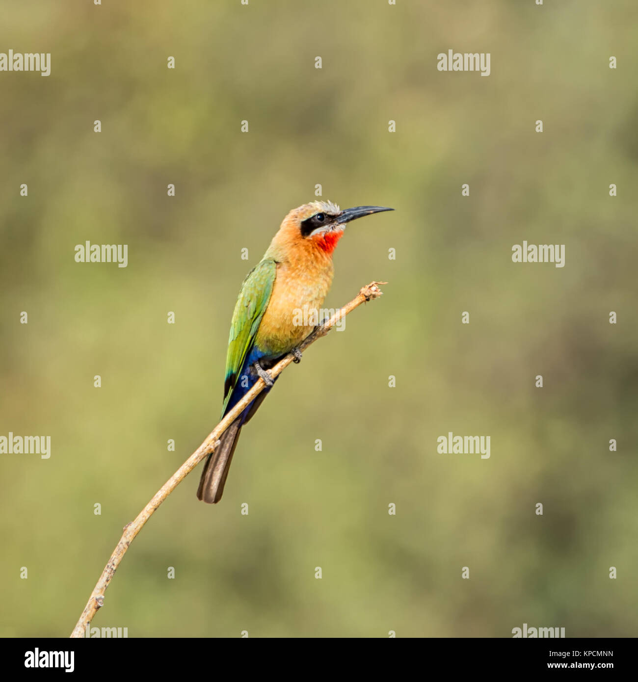 A White-fronted Bee-eater perched on a twig in Namibian savanna Stock ...