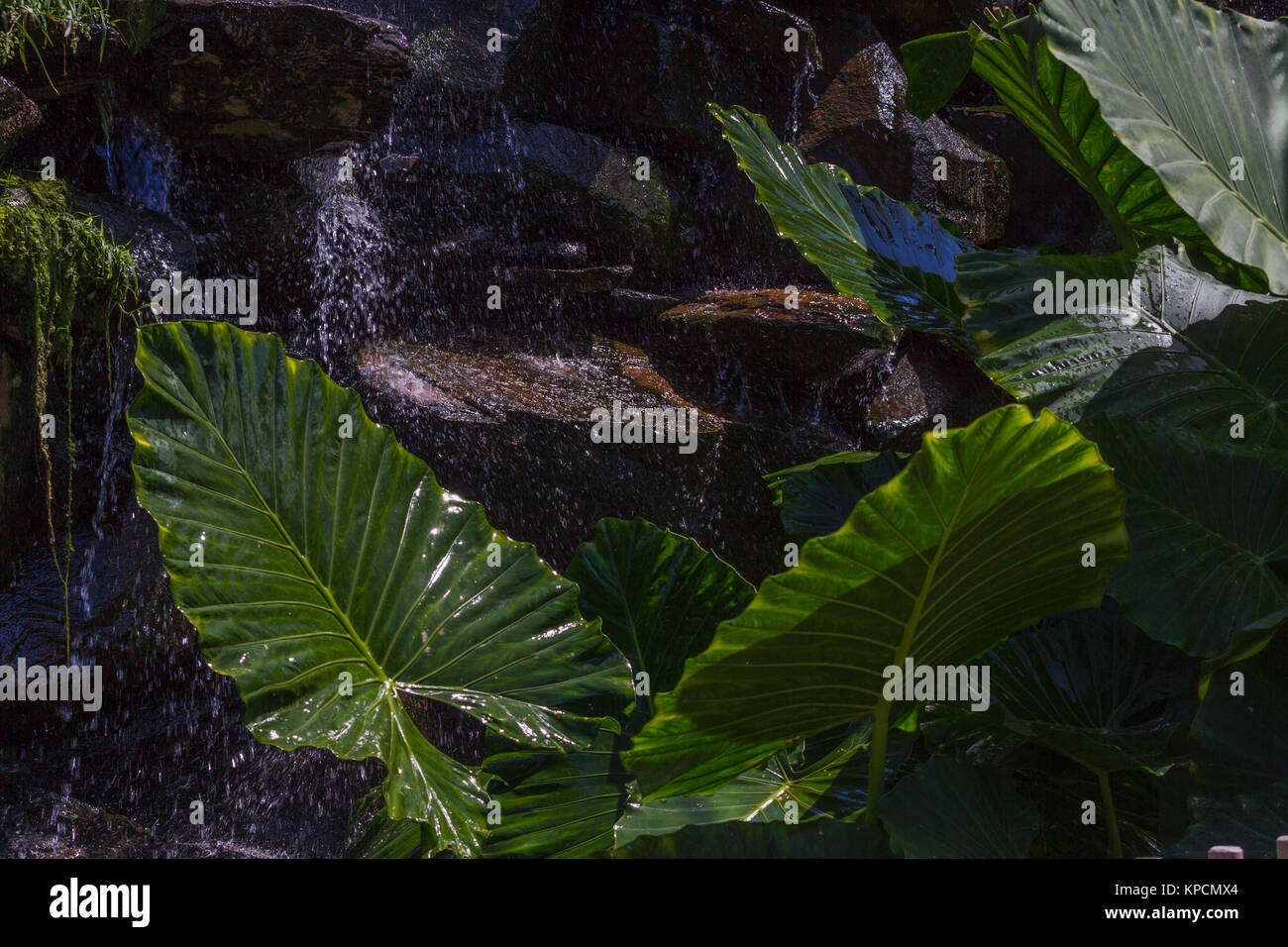 Monstera deliciosa leaves. Exotic rugged big green rainforest plant on ...