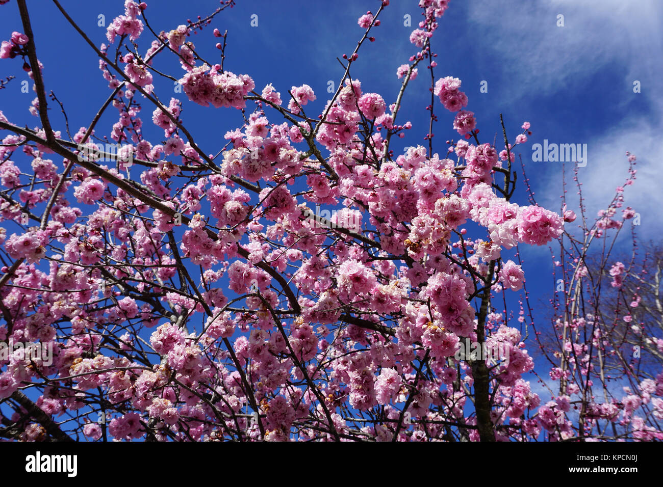 Cherry Blossoms in Australia Stock Photo - Alamy