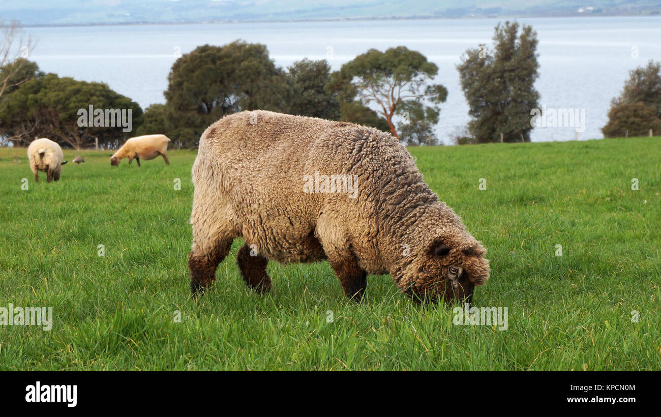 Sheep grazing on a lovely green pasture Stock Photo - Alamy