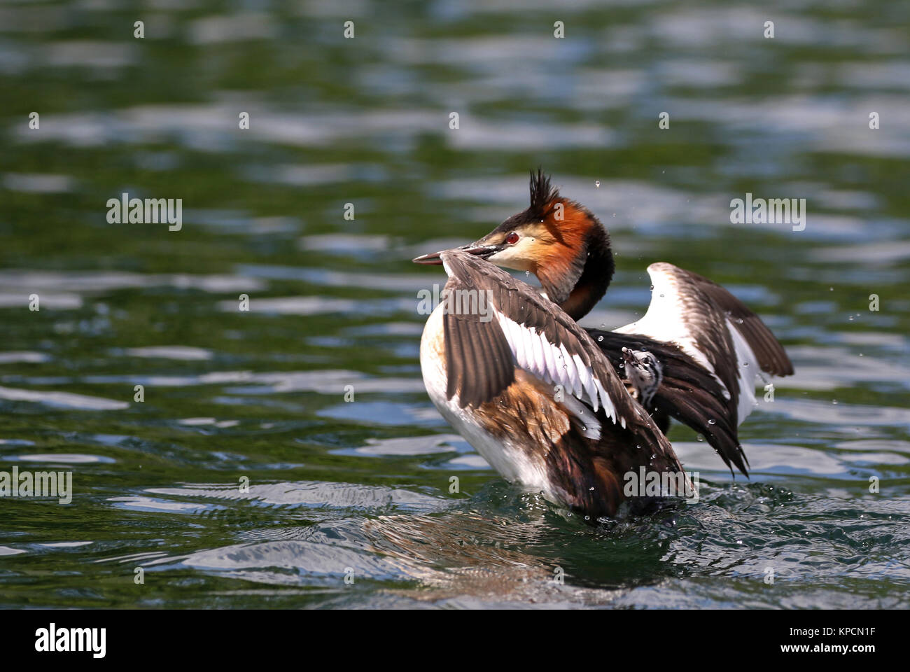 Hooded grebe with chick Stock Photo - Alamy